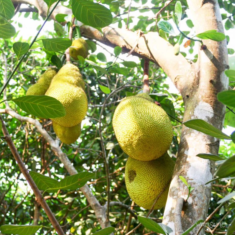 Easy Vegan Kung Pao Jackfruit | yumsome